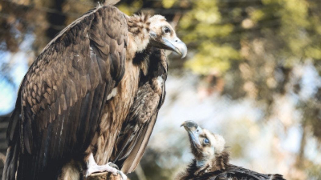 Let's discover the Zoo! | Zoo Barcelona