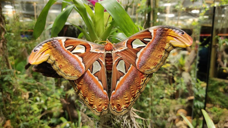 Invertebrats: petits grans animals | Zoo Barcelona
